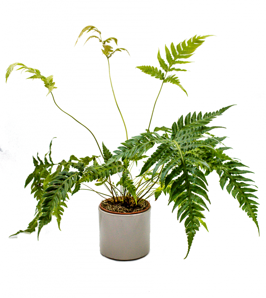 Woodwardia unigemmata - Pause Verte