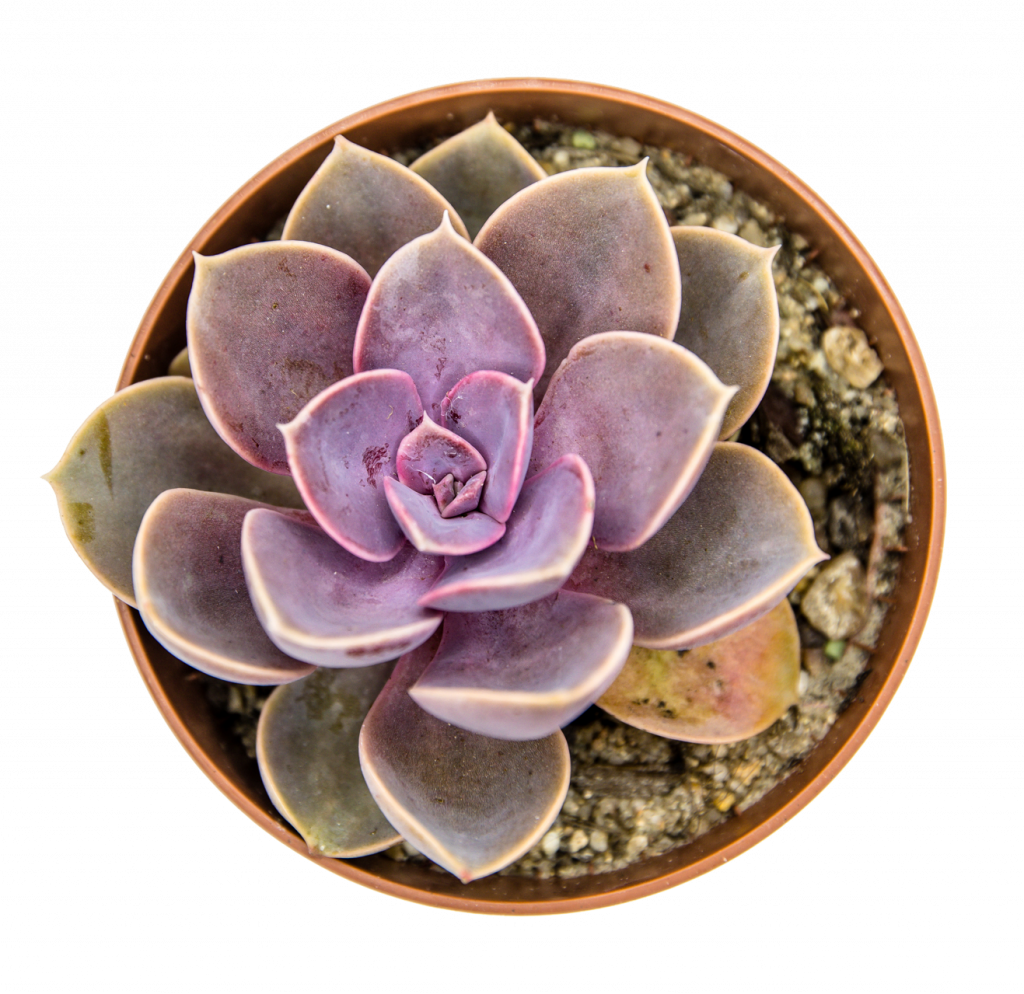 Echeveria Perle von Nurnberg - Pause Verte