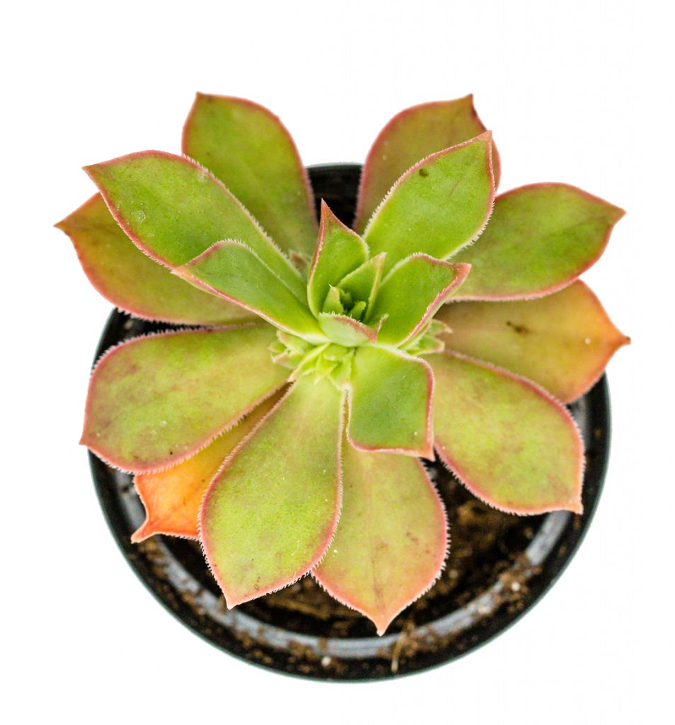 Aeonium leucoblepharum Yémen - Pause Verte