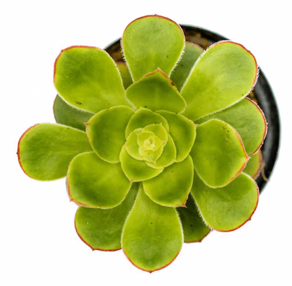 Aeonium undulatum - Pause Verte
